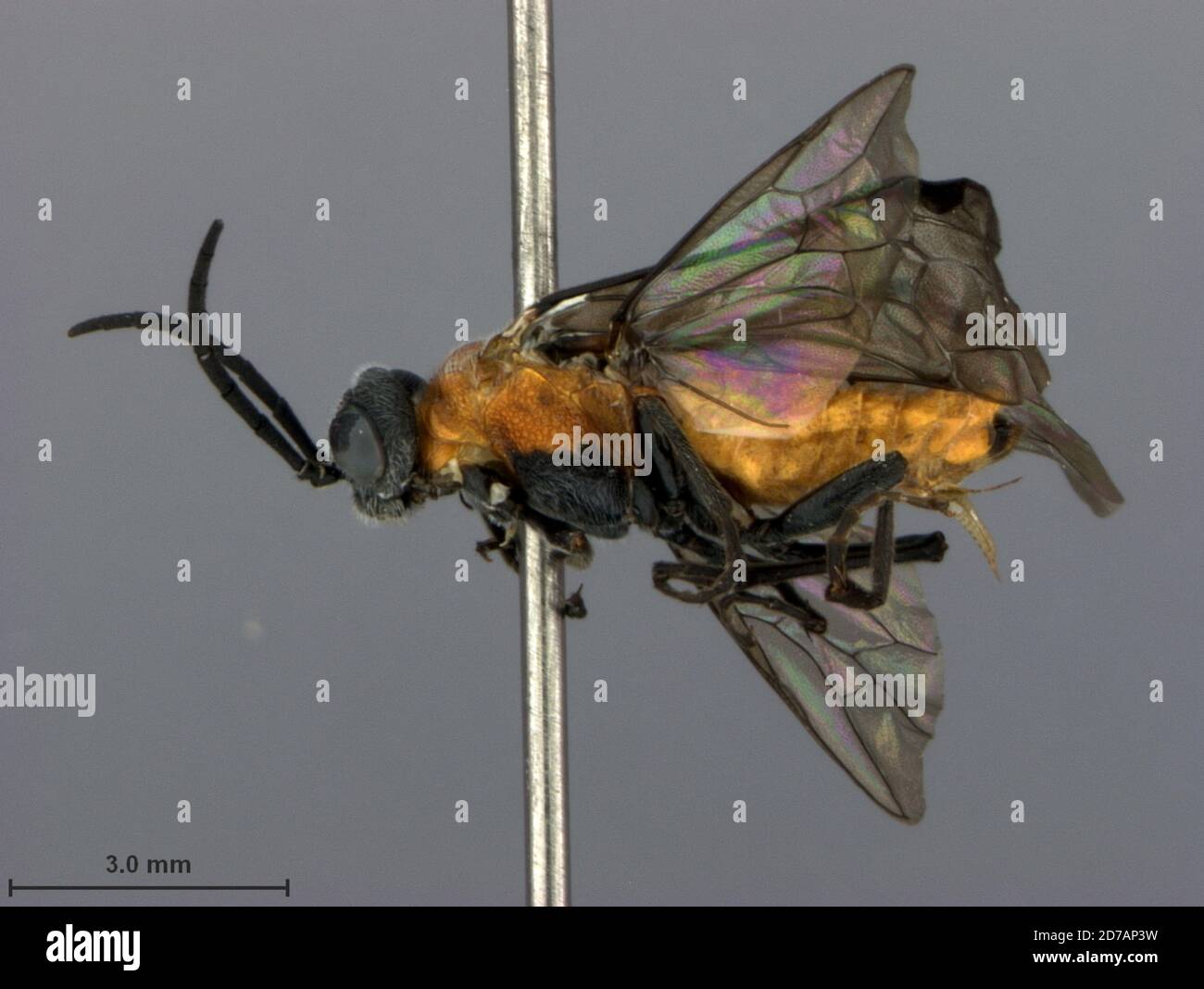 Cuckoo virginia hi-res stock photography and images - Alamy