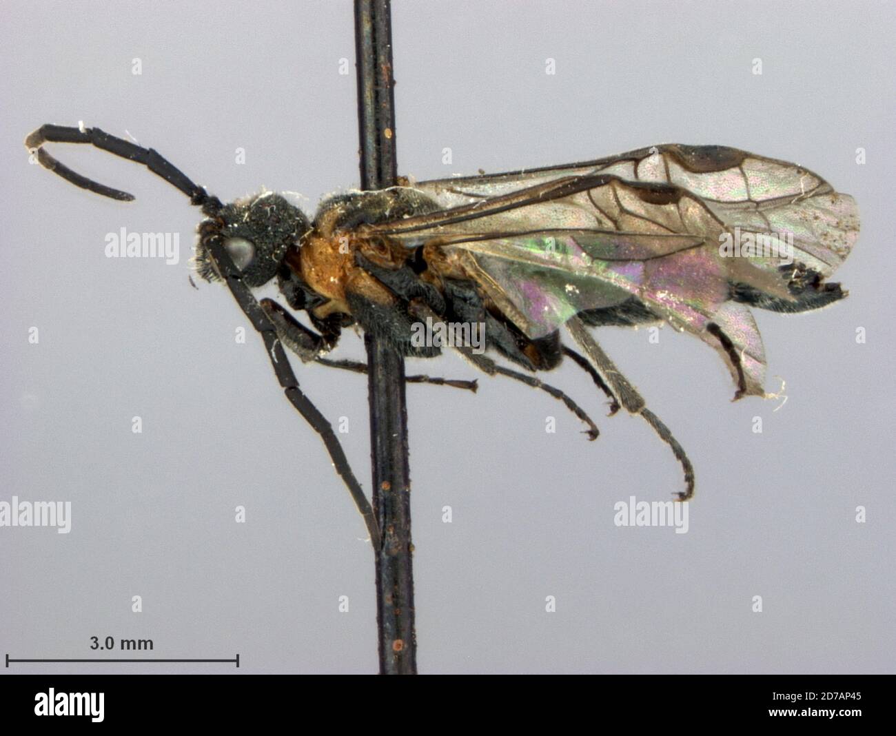 Shanghai, China, Dolerus shanghaiensis Haris, 1996, Animalia ...