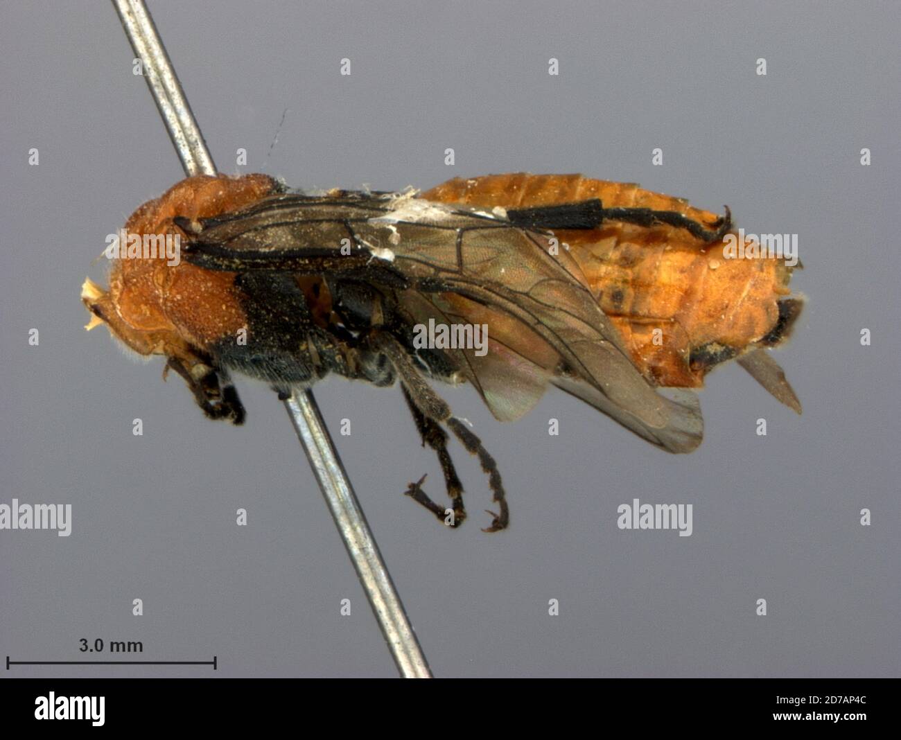 66 km. north-northwest of Sanandaj, Kurdistan, Iran, Dolerus persicus ...