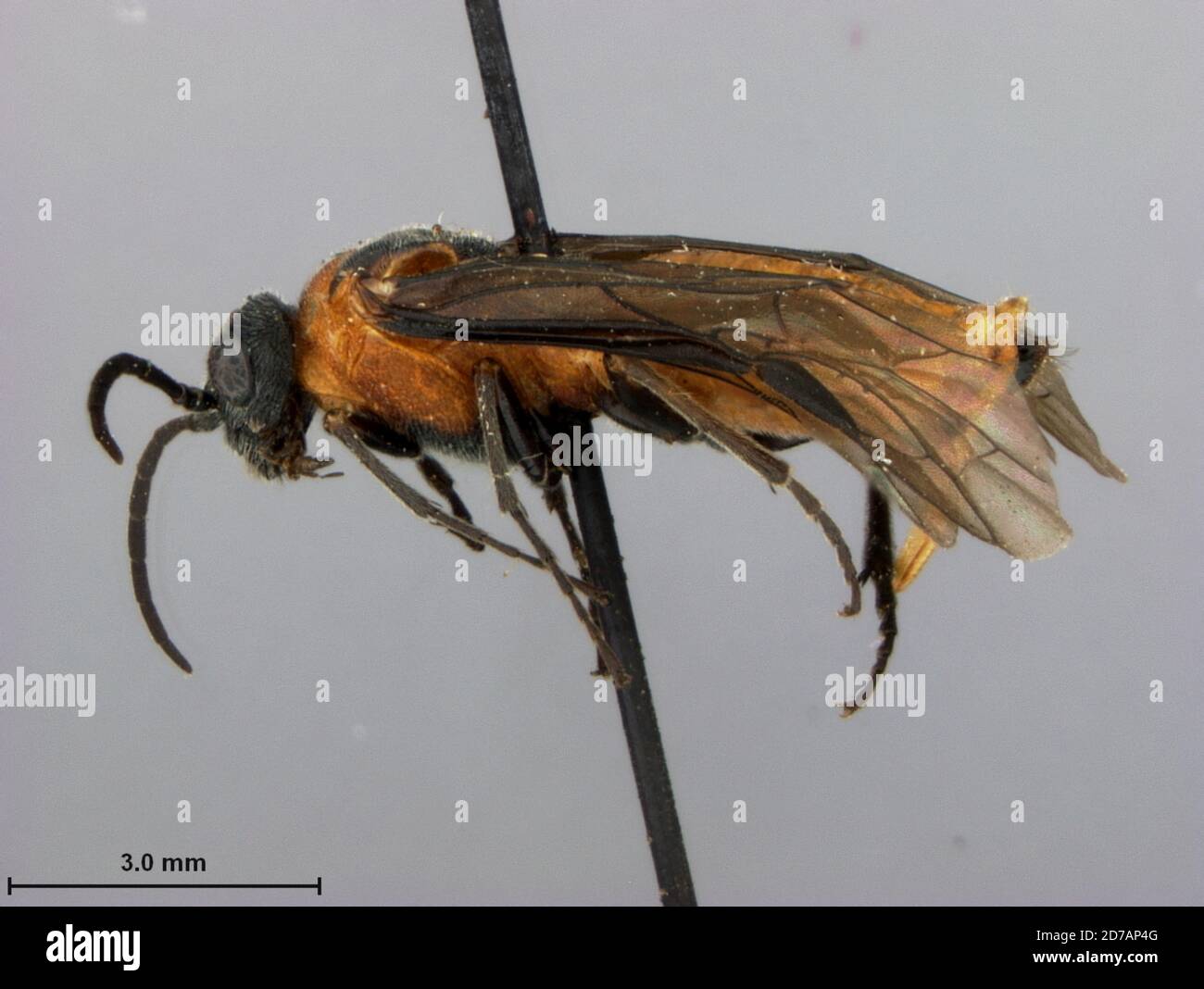 Falcatus goulet hi-res stock photography and images - Alamy