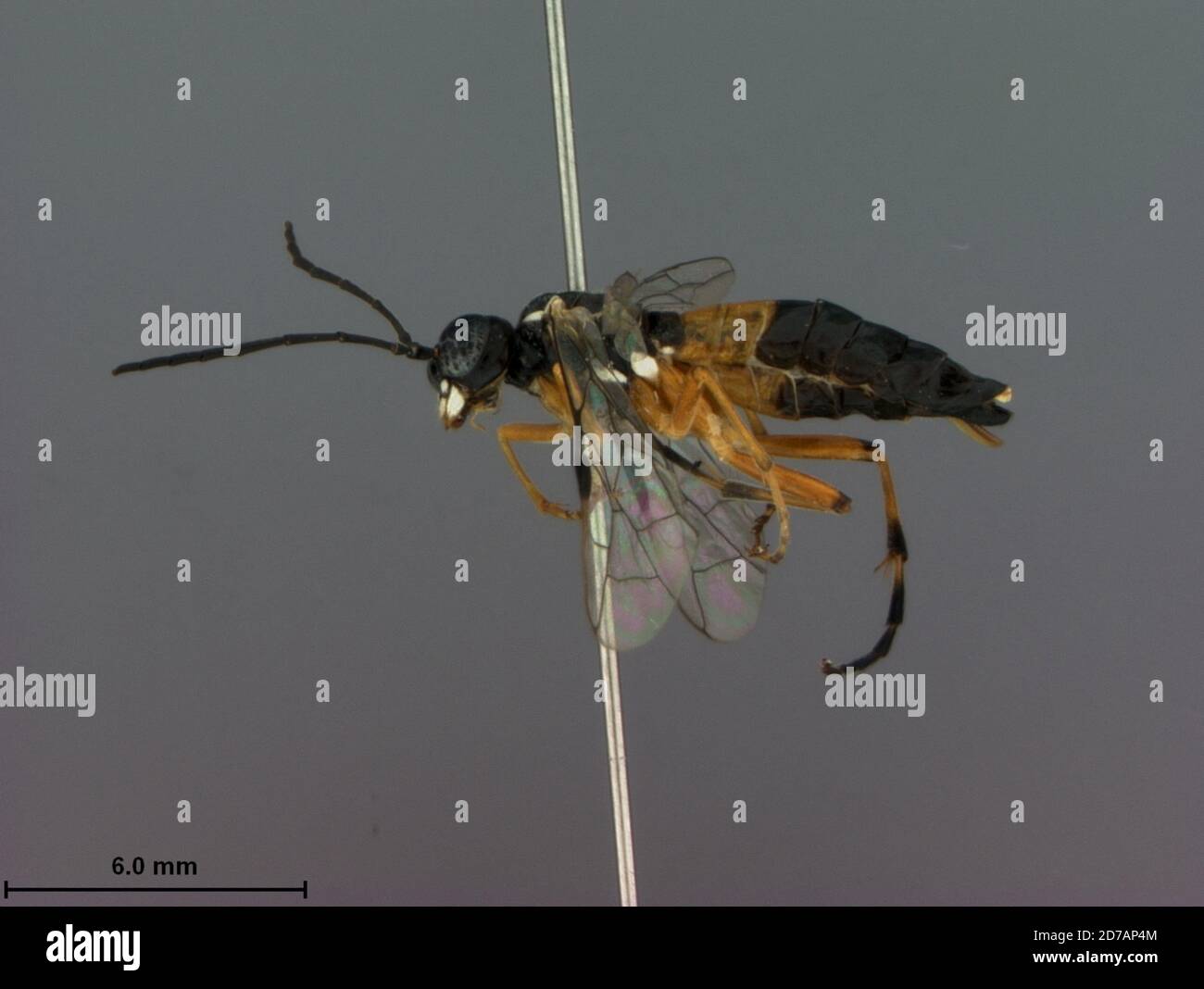 Fernow experimental forest hi-res stock photography and images - Alamy