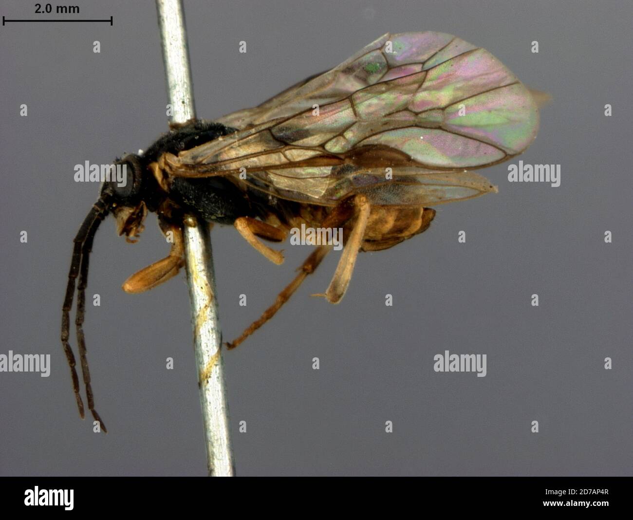 Baranof Island, Sitka, City and Borough of Sitka, Alaska, United States ...