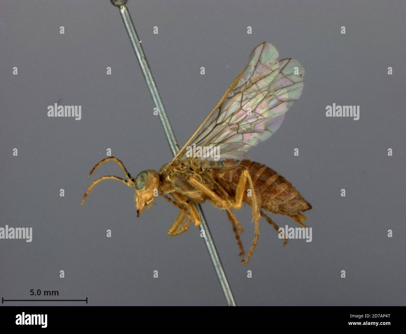 Popof Island, Aleutians East, Alaska, United States, Tenthredo ...