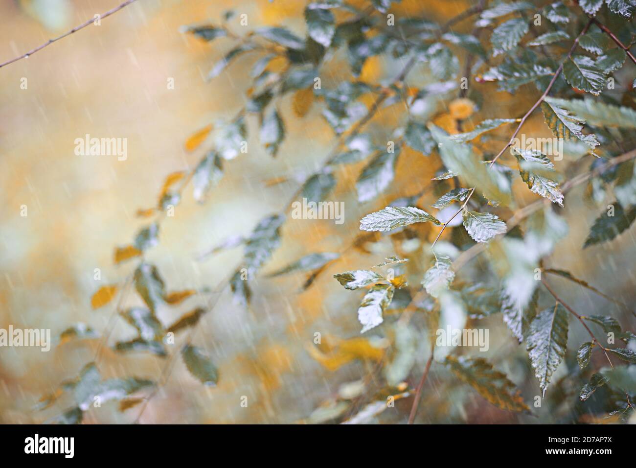 Autumn rain in the park Stock Photo - Alamy