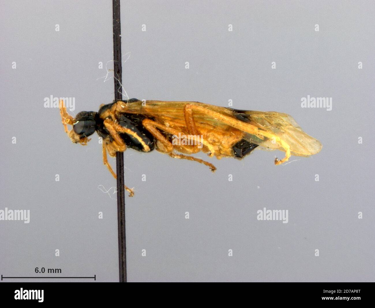 Stigmatozona hi-res stock photography and images - Alamy