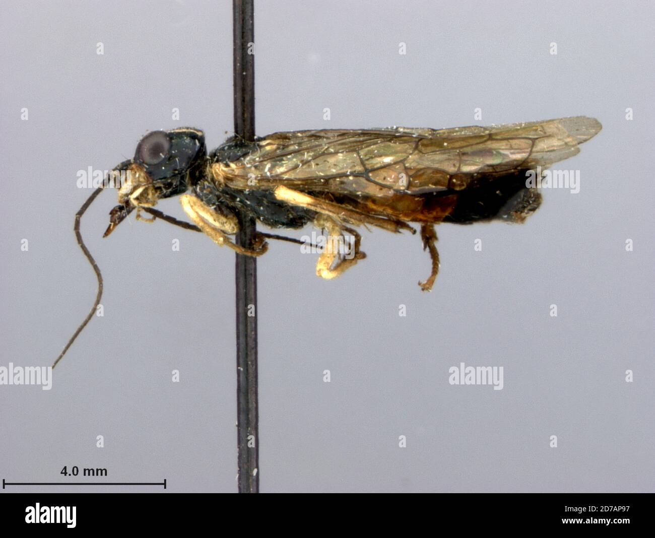 Lake, Minnesota, United States, Pamphilius uniunguis Middlekauff, 1964 ...