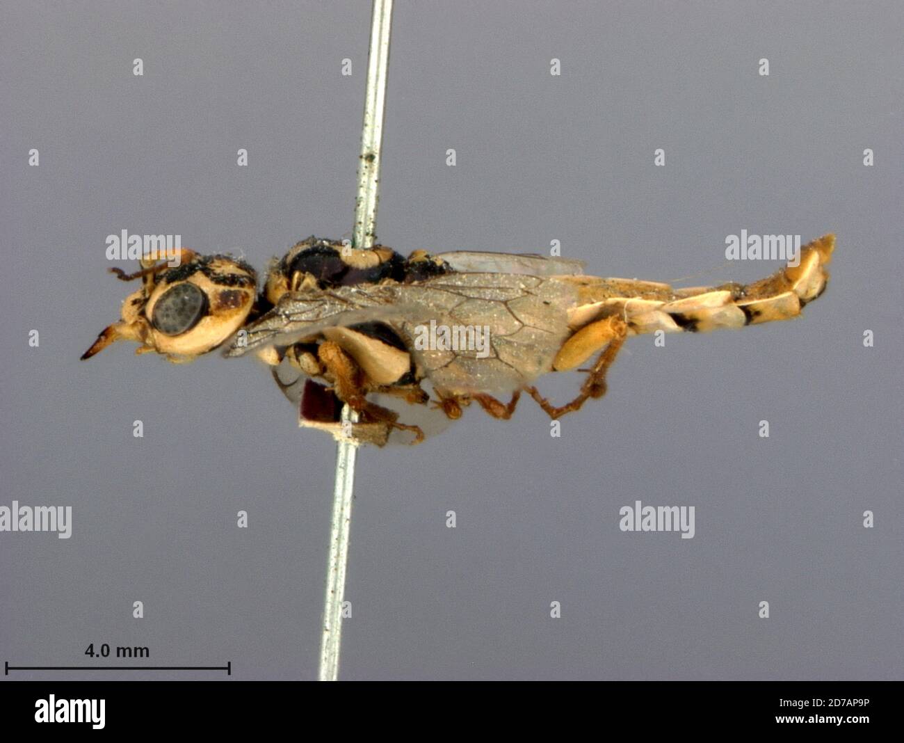 Texas, United States, Acantholyda thalictra Middlekauff, 1958, Animalia ...