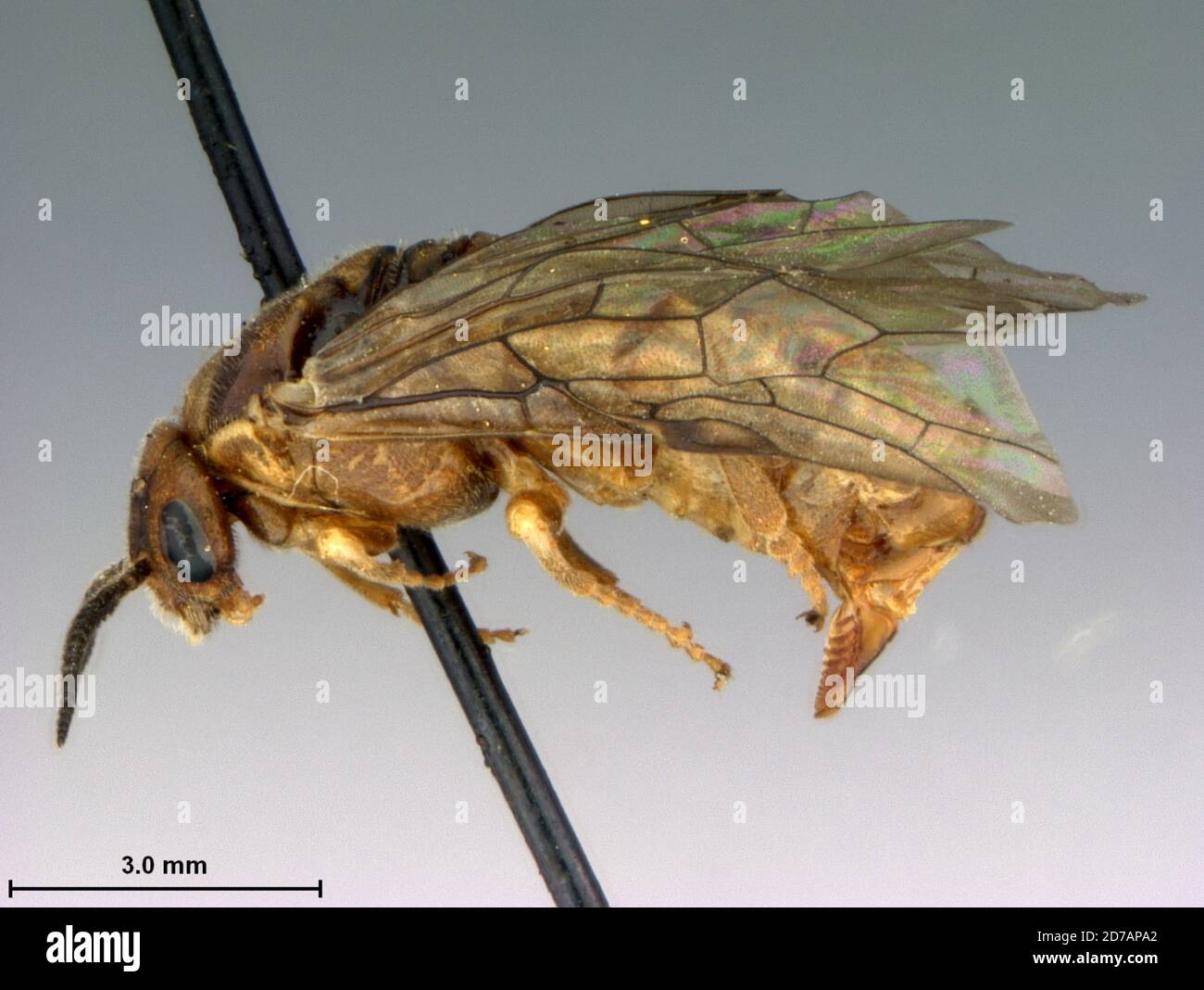 1955 animalia hi-res stock photography and images - Alamy