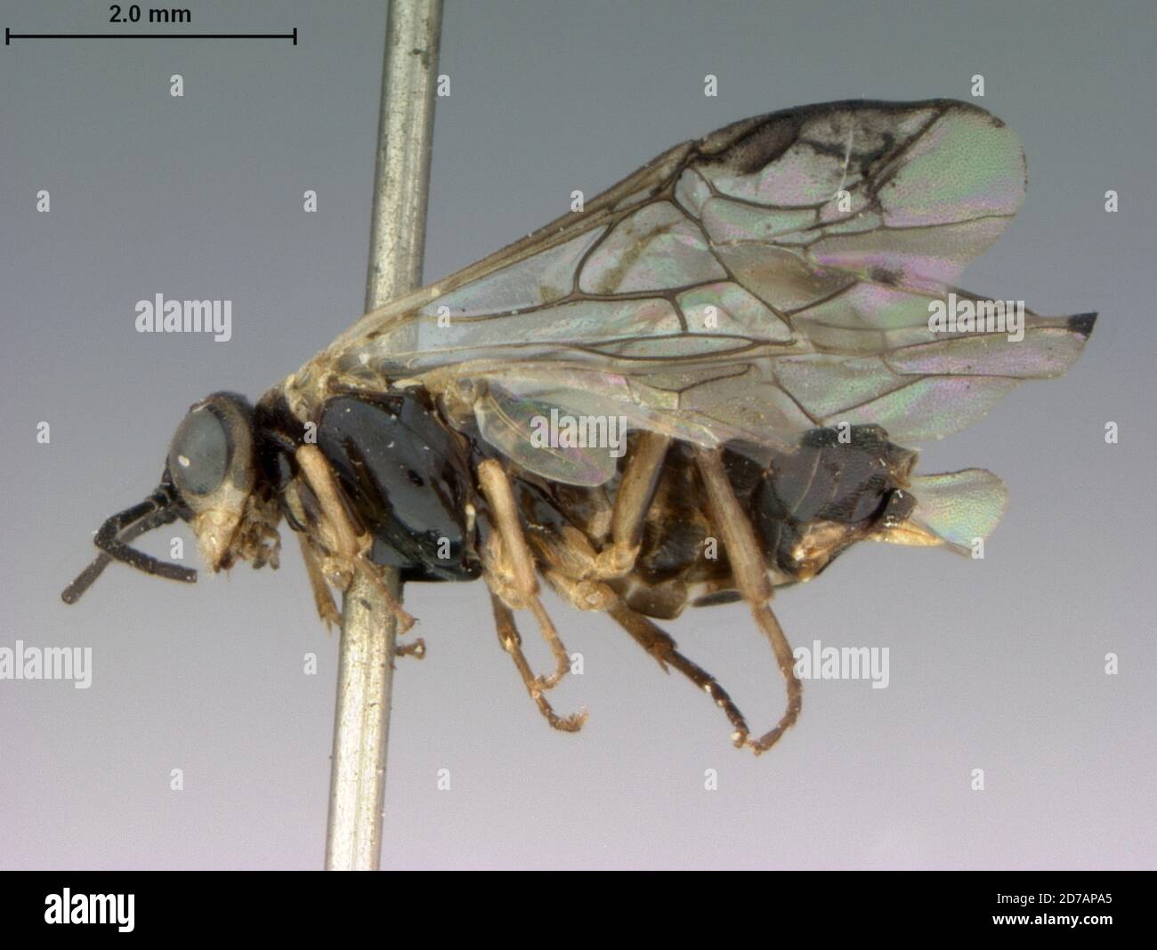 Oregon, United States, Pontania marlatti Ross, 1929, Animalia ...