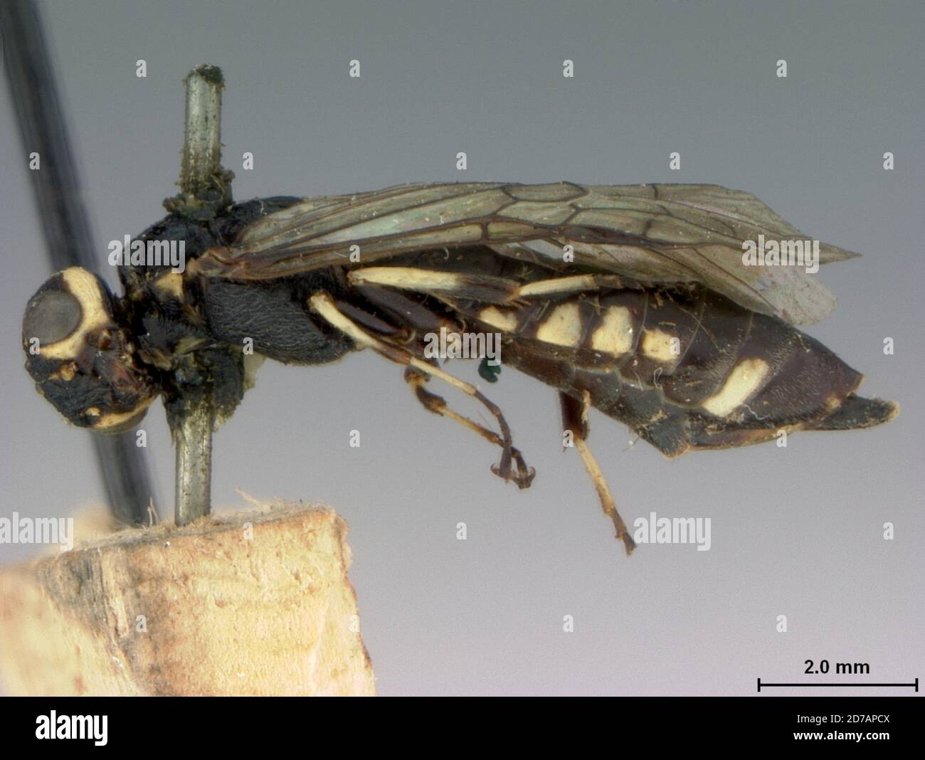 New Jersey, United States, Xiphydria tibialis Say, 1824, Animalia ...