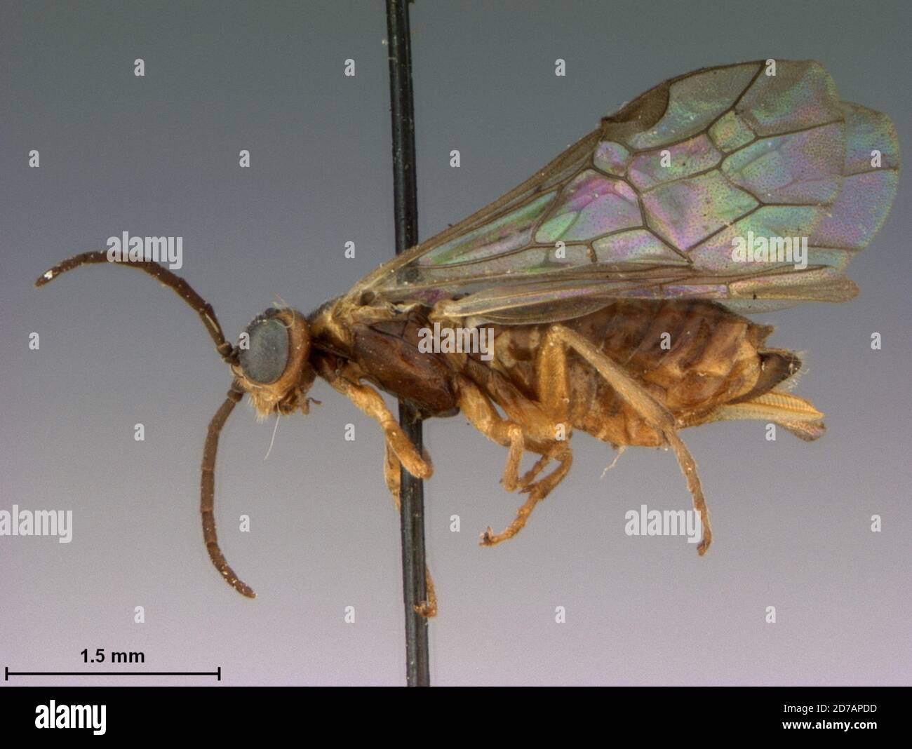 Pontania borealis Marlatt, 1898, Animalia, Arthropoda, Insecta ...