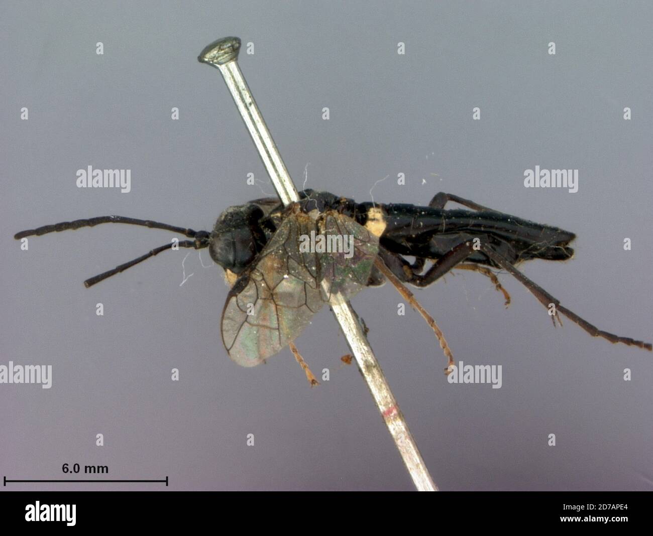 Gifu Woods, Chubu, Konosu, Gifu, Japan, Tenthredo gifui Marlatt, 1898 ...