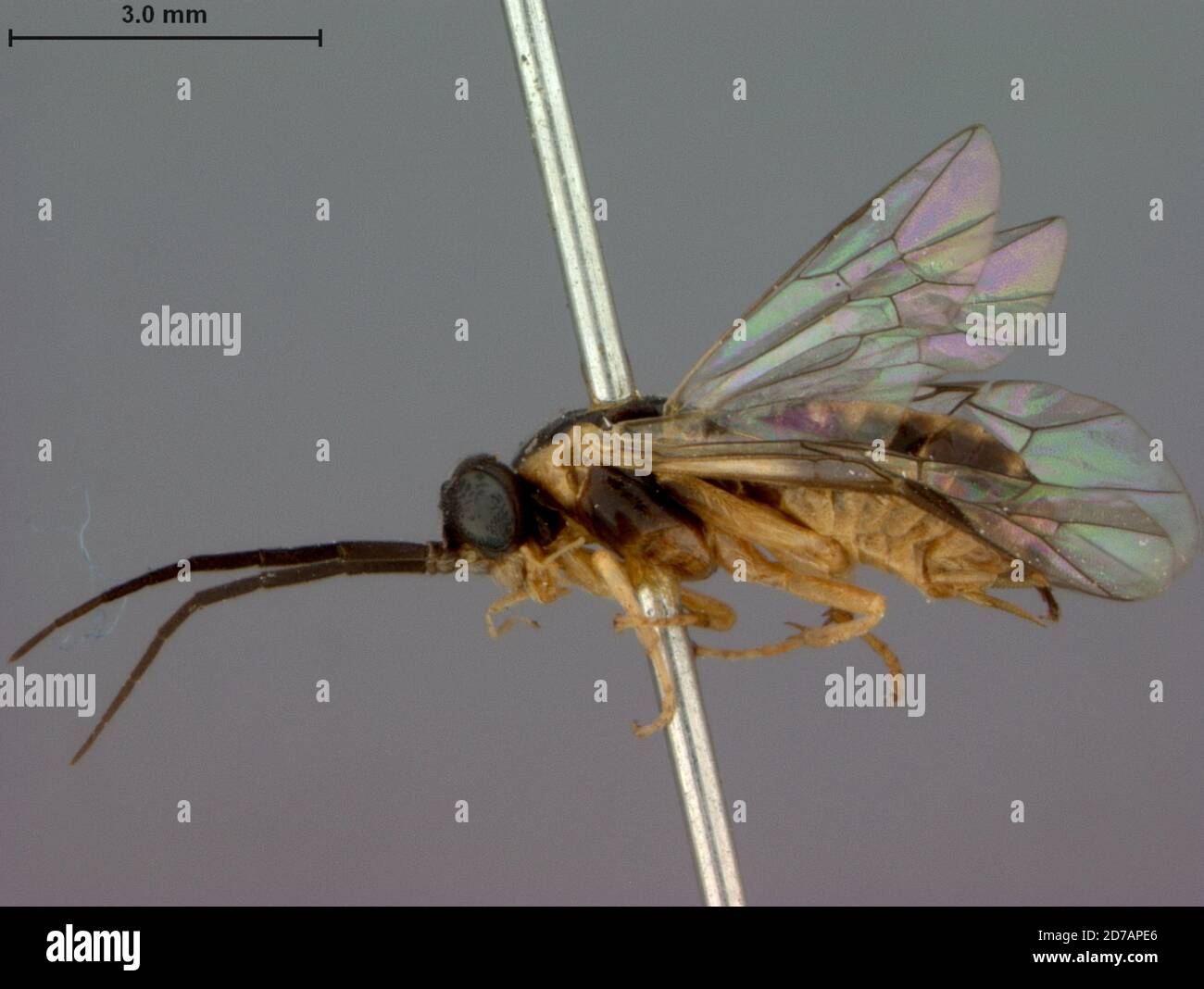 Fort Lee, Bergen, New Jersey, United States, Pteronus carpini Marlatt ...