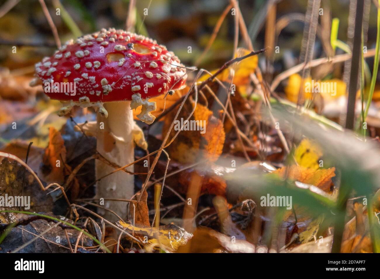 a toadstool with its bright red cap stands in the colorful autumn ...