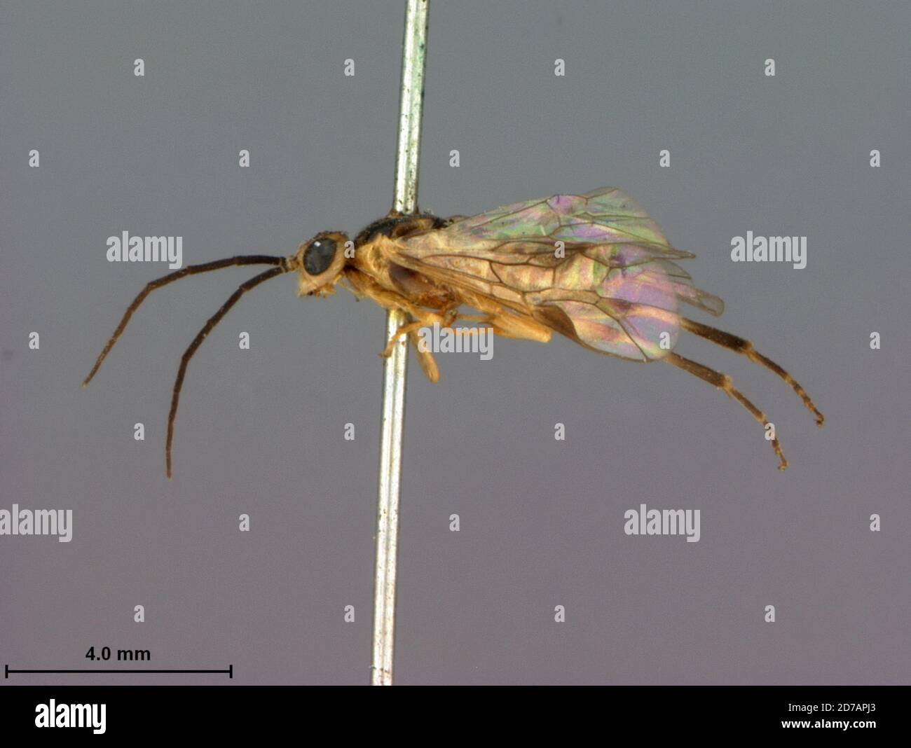 Pteronus ostryae marlatt hi-res stock photography and images - Alamy