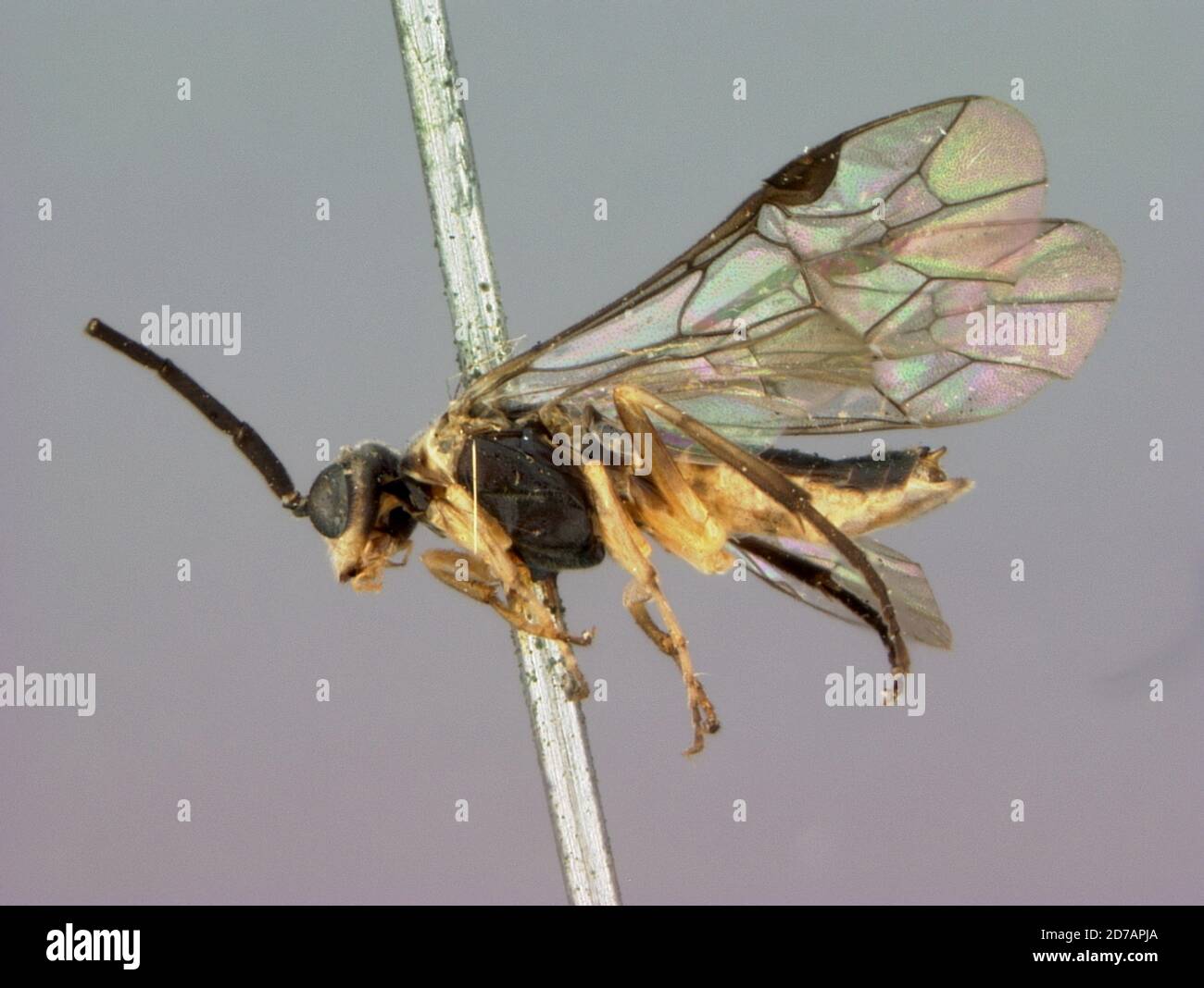 Fort Wrangel, City and Borough of Wrangell, Alaska, United States ...