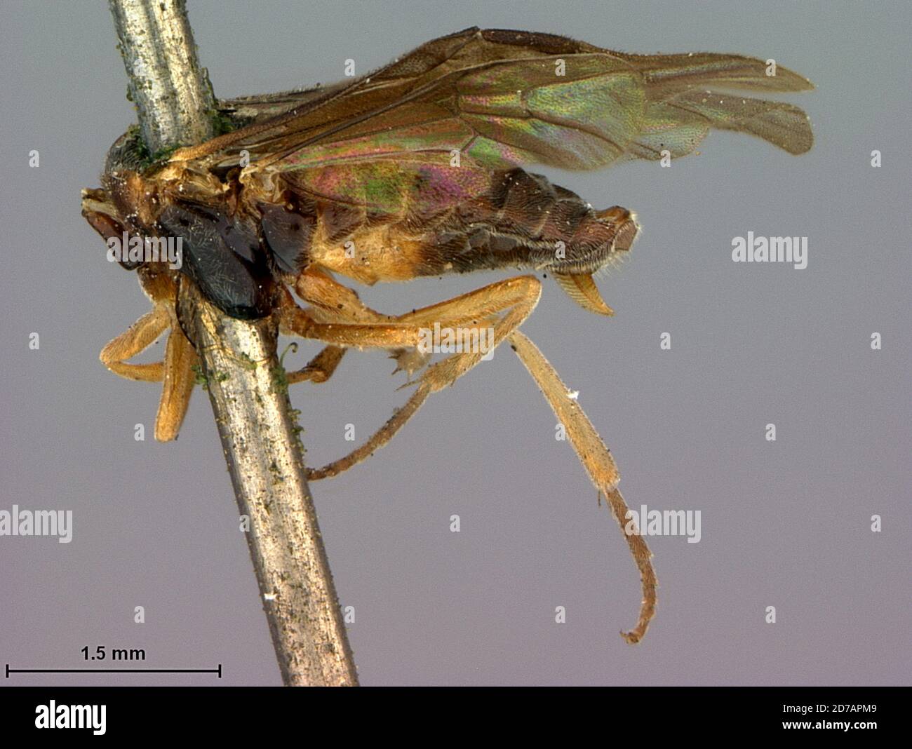 Acordulecera basirufa rohwer hi-res stock photography and images - Alamy