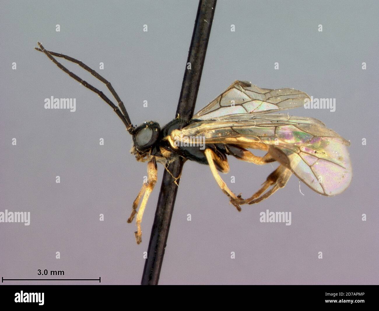 Pachynematus boulderensis rohwer hi-res stock photography and images ...