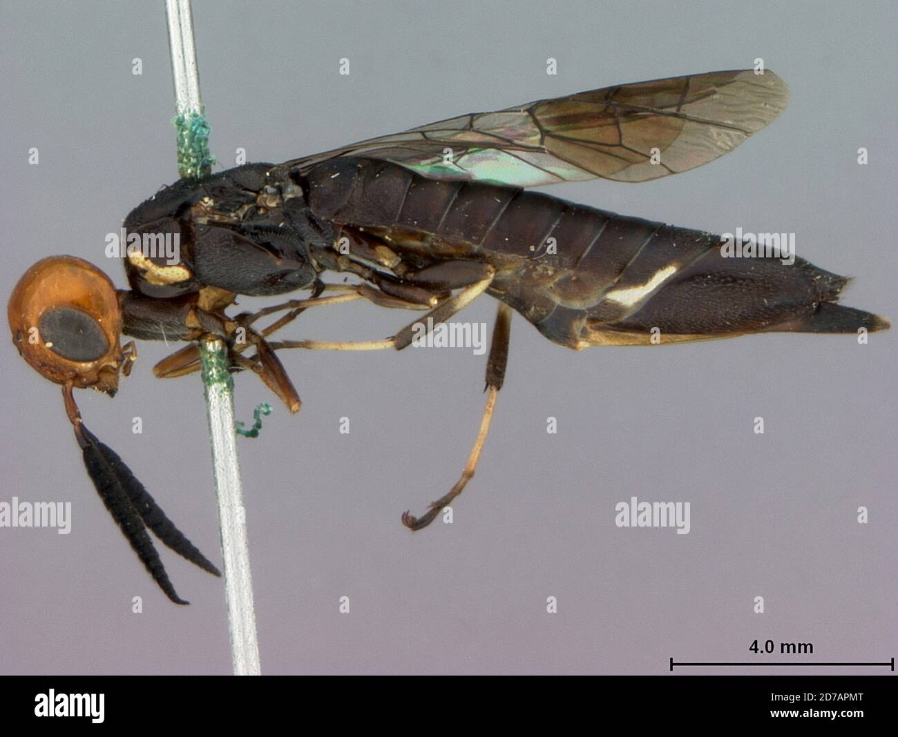 Sandakan, Borneo, Sabah, Malaysia, Xiphydria heritierae Rohwer, 1921 ...