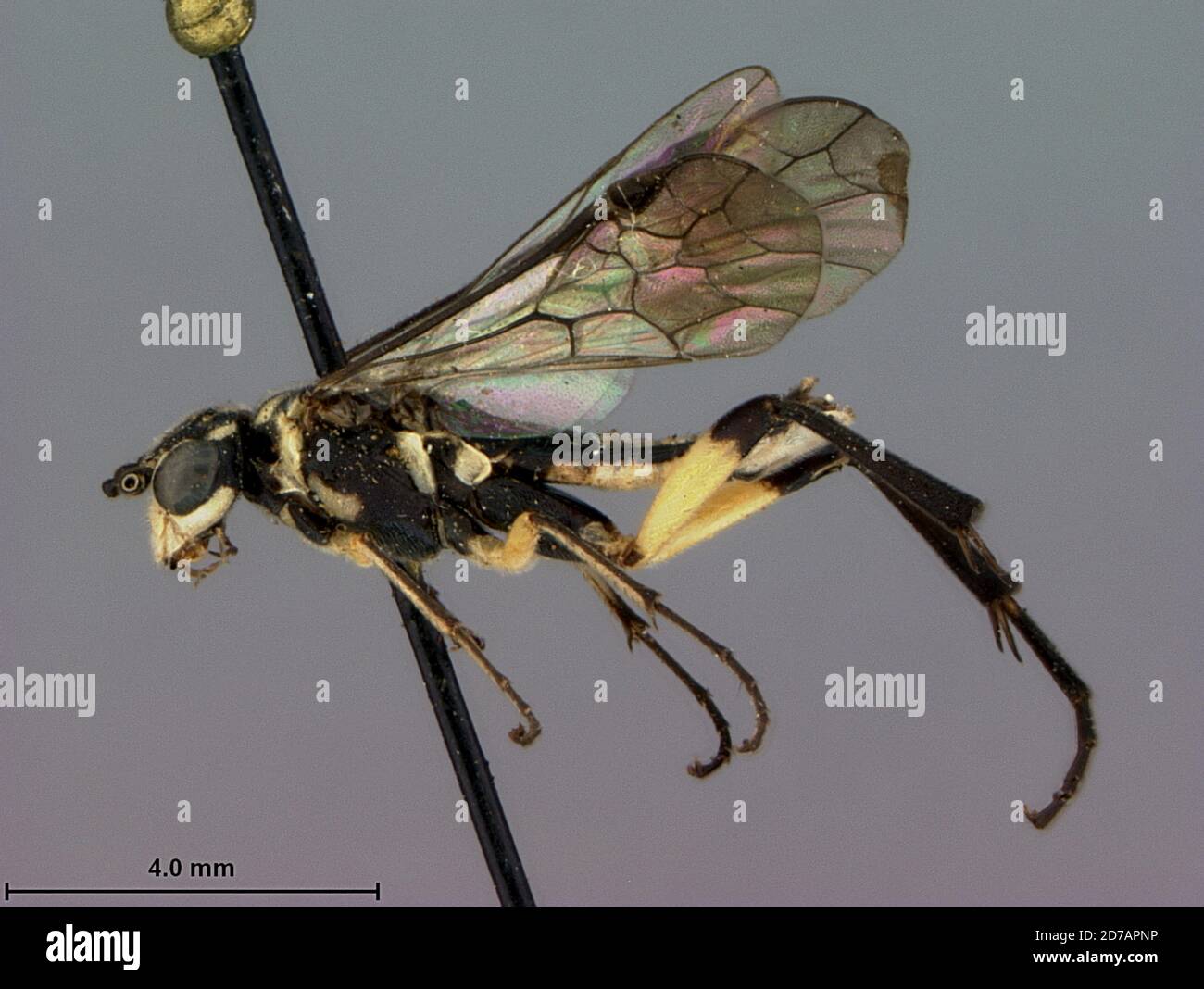 Darjeeling District High Resolution Stock Photography and Images - Alamy