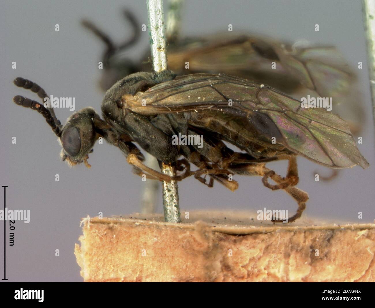 Clarissa anomocera rohwer hi-res stock photography and images - Alamy