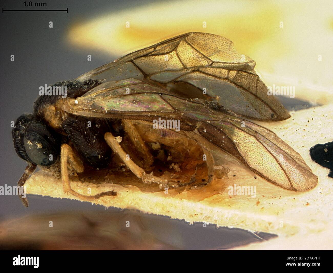 United States, Acordulecera flavipes Rohwer, 1912, Animalia, Arthropoda ...