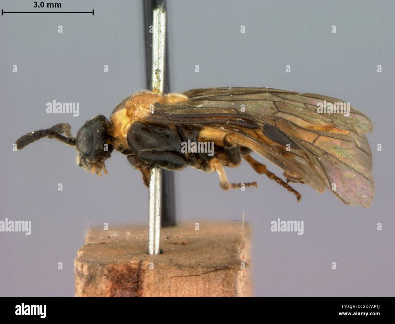 Warrah District, New South Wales, Australia, Clarissa froggatti Rohwer ...