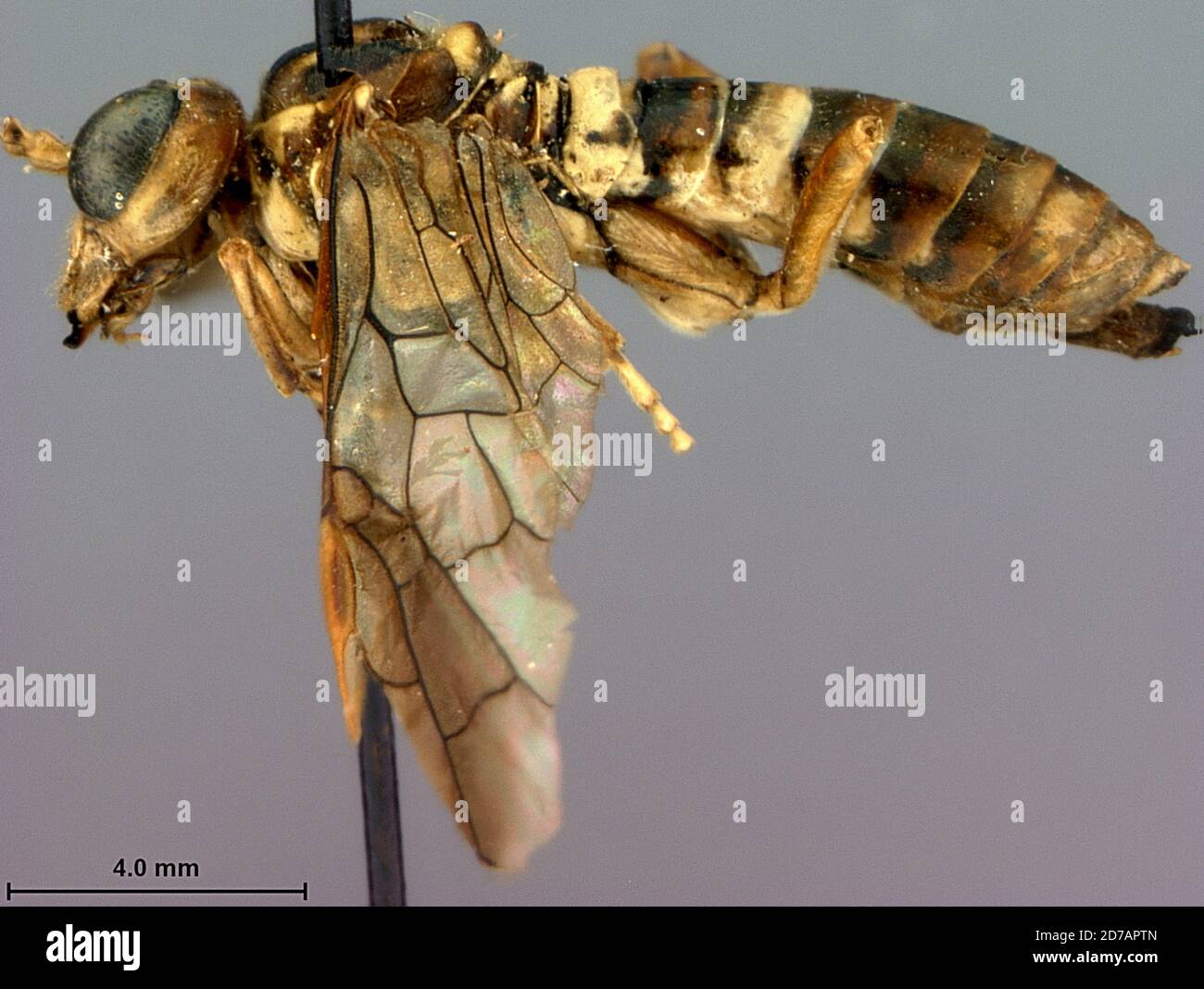 1911 animalia hi-res stock photography and images - Alamy