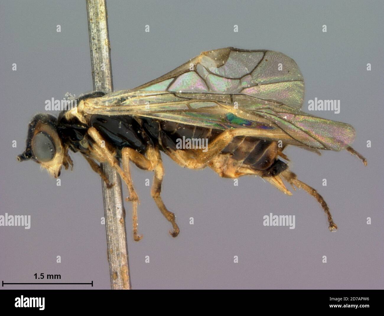 Pontania foveata rohwer hi-res stock photography and images - Alamy