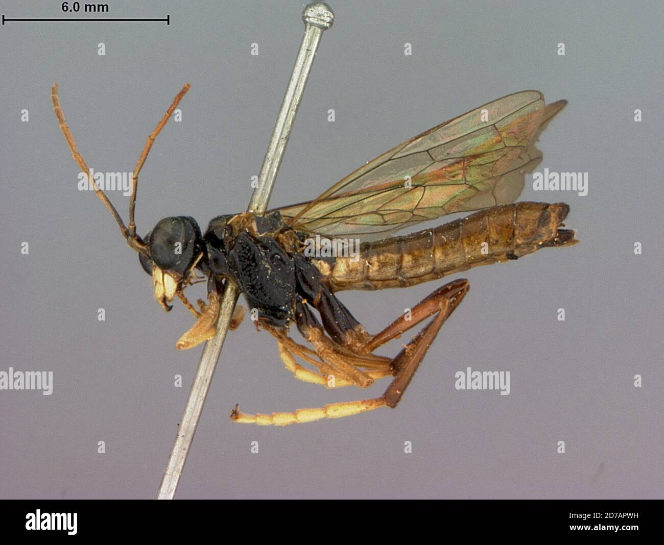 Ramgarh, Kumaon, Uttarakhand, India, Jermakia dentisterna Rohwer, 1921 ...