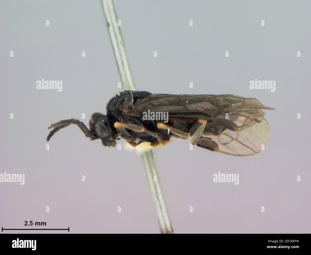 Monophadnus fukaii rohwer hi-res stock photography and images - Alamy