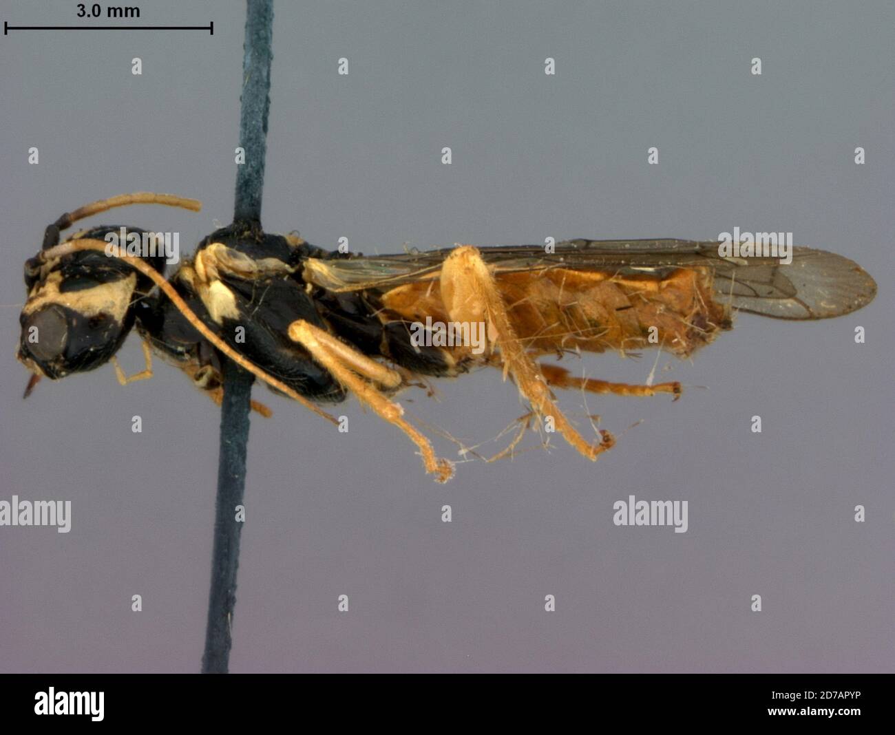 Pamphilius fulvifrons rohwer hi-res stock photography and images - Alamy