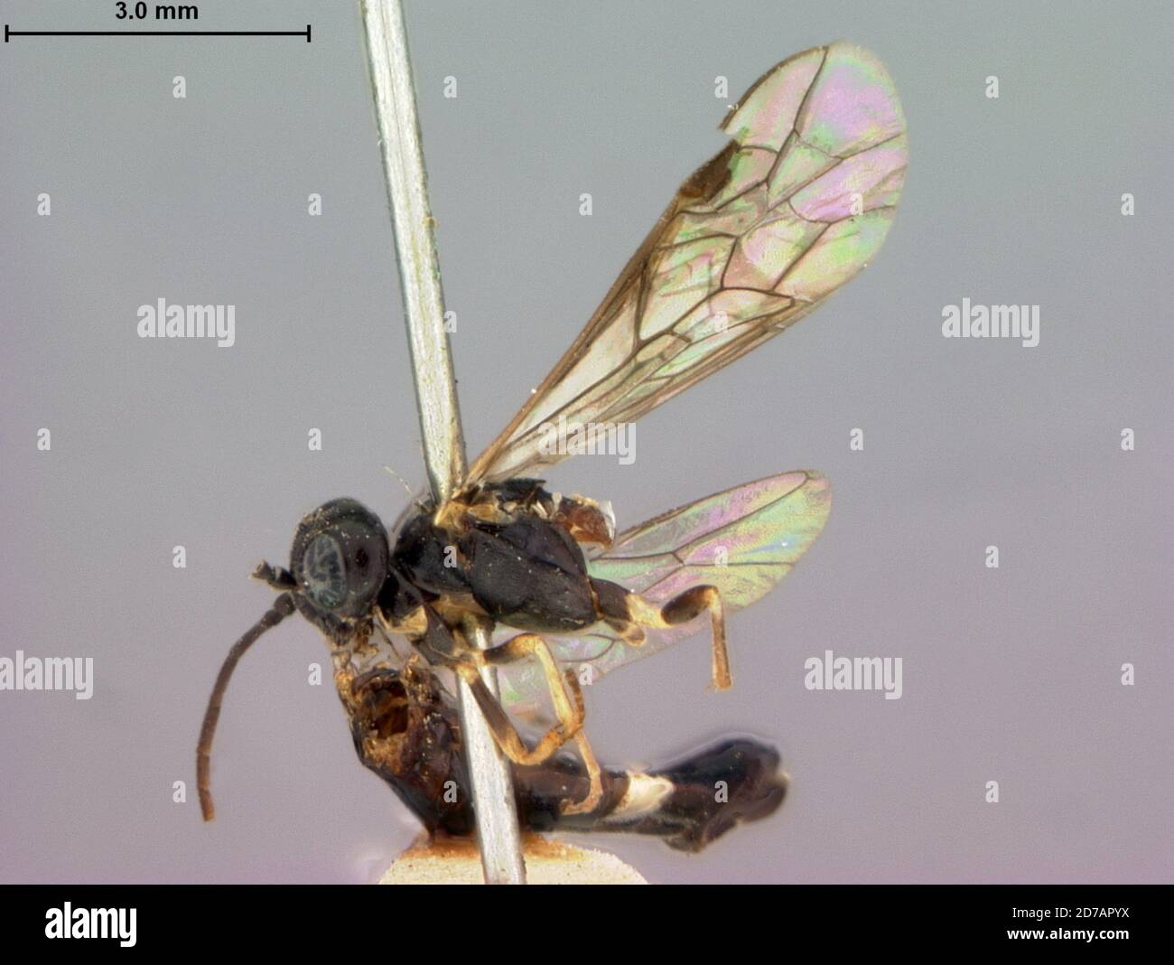 K?nosu, Colorado, United States, Emphytus gillettei Rohwer, 1908 ...