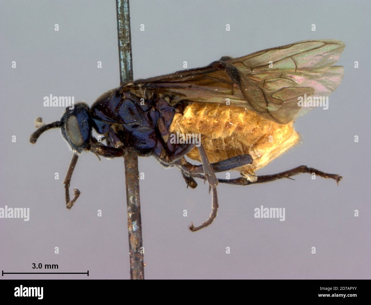 Suzhou, Jiangsu, China, Arge geei Rohwer, 1912, Animalia, Arthropoda ...