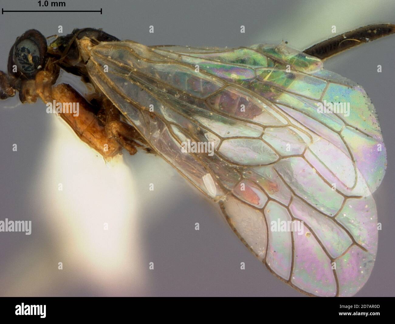 Xyela japonica rohwer hi-res stock photography and images - Alamy