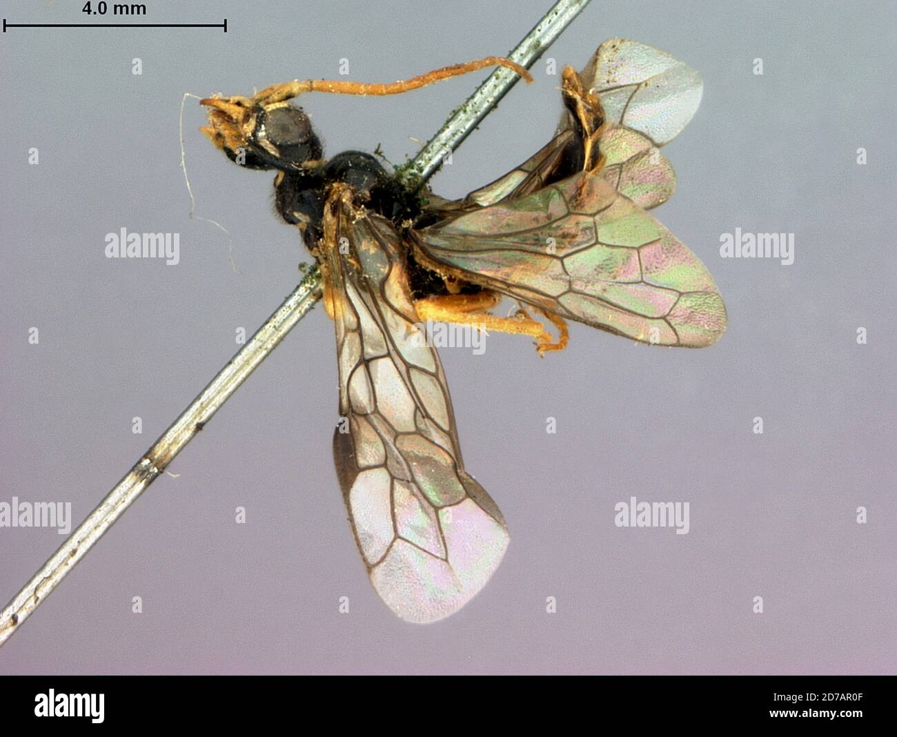 Japan, Cephaleia koebelei Rohwer, 1910, Animalia, Arthropoda, Insecta ...