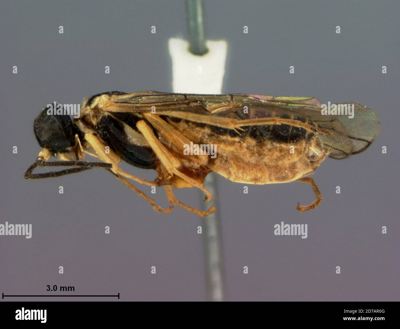 Nikko, Honshu, Nikko, Tochigi, Japan, Stromboceros koebelei Rohwer ...
