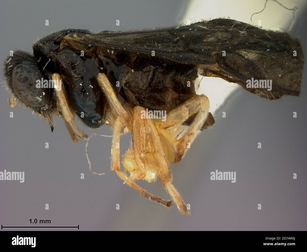 Acordulecera knabi rohwer hi-res stock photography and images - Alamy