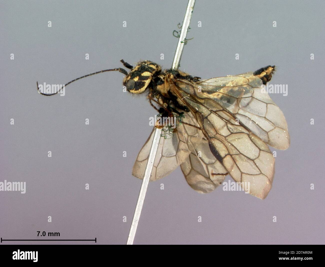 Baranof Island, Sitka, City and Borough of Sitka, Alaska, United States ...