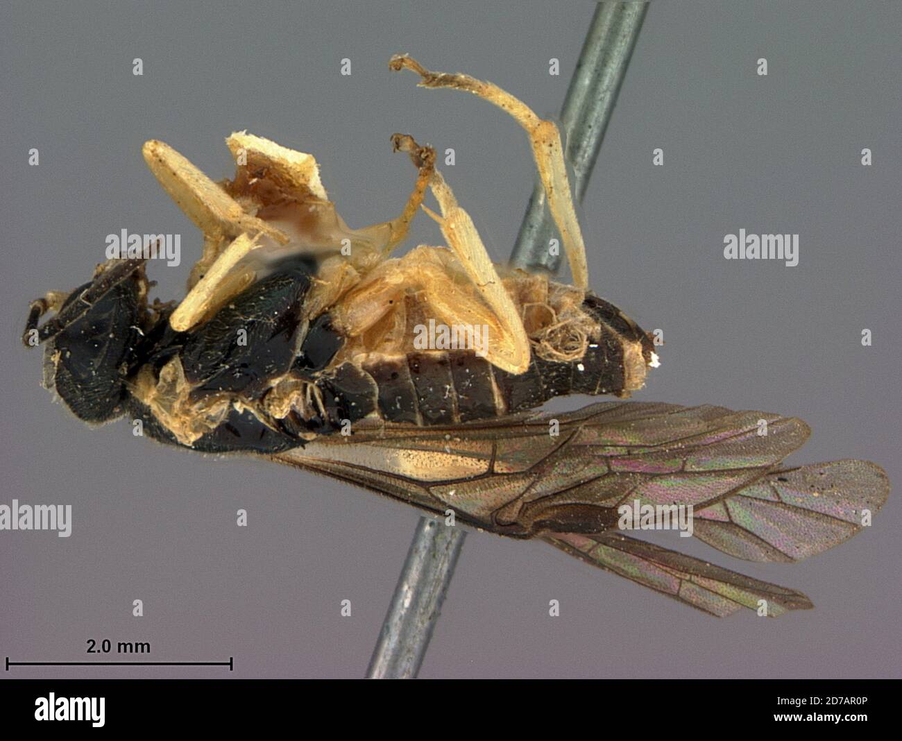 Nikko, Honshu, Nikko, Tochigi, Japan, Aneugmenus japonicus Rohwer, 1910 ...