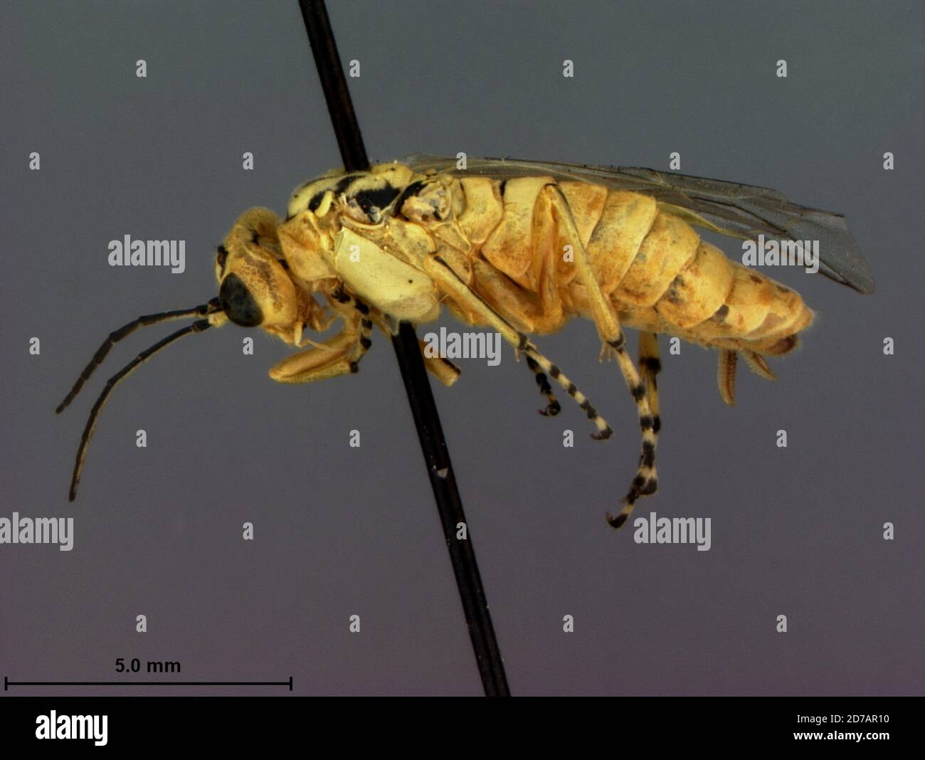 Rhogogaster kudianus rohwer hi-res stock photography and images - Alamy