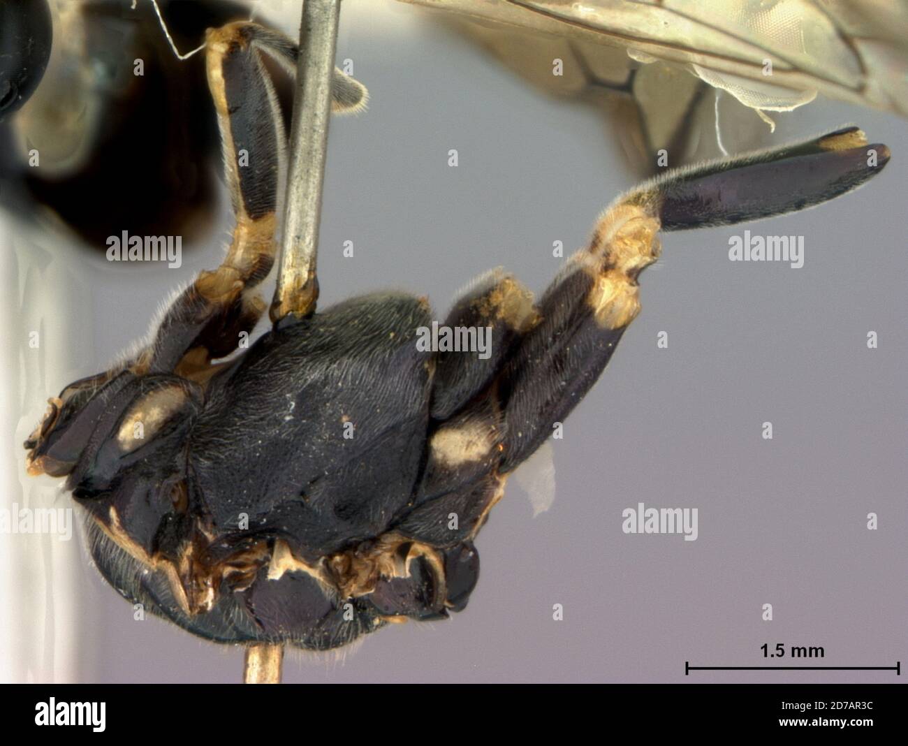 Ramgarh, Kumaon, Uttarakhand, India, Macrophya lucida Rohwer, 1921 ...