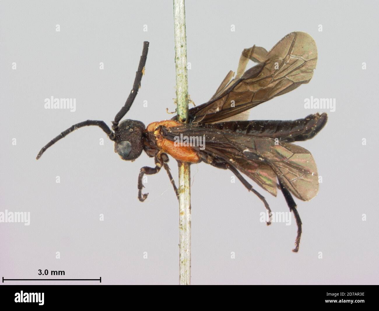 Strongylogaster melanogaster rohwer hi-res stock photography and images ...