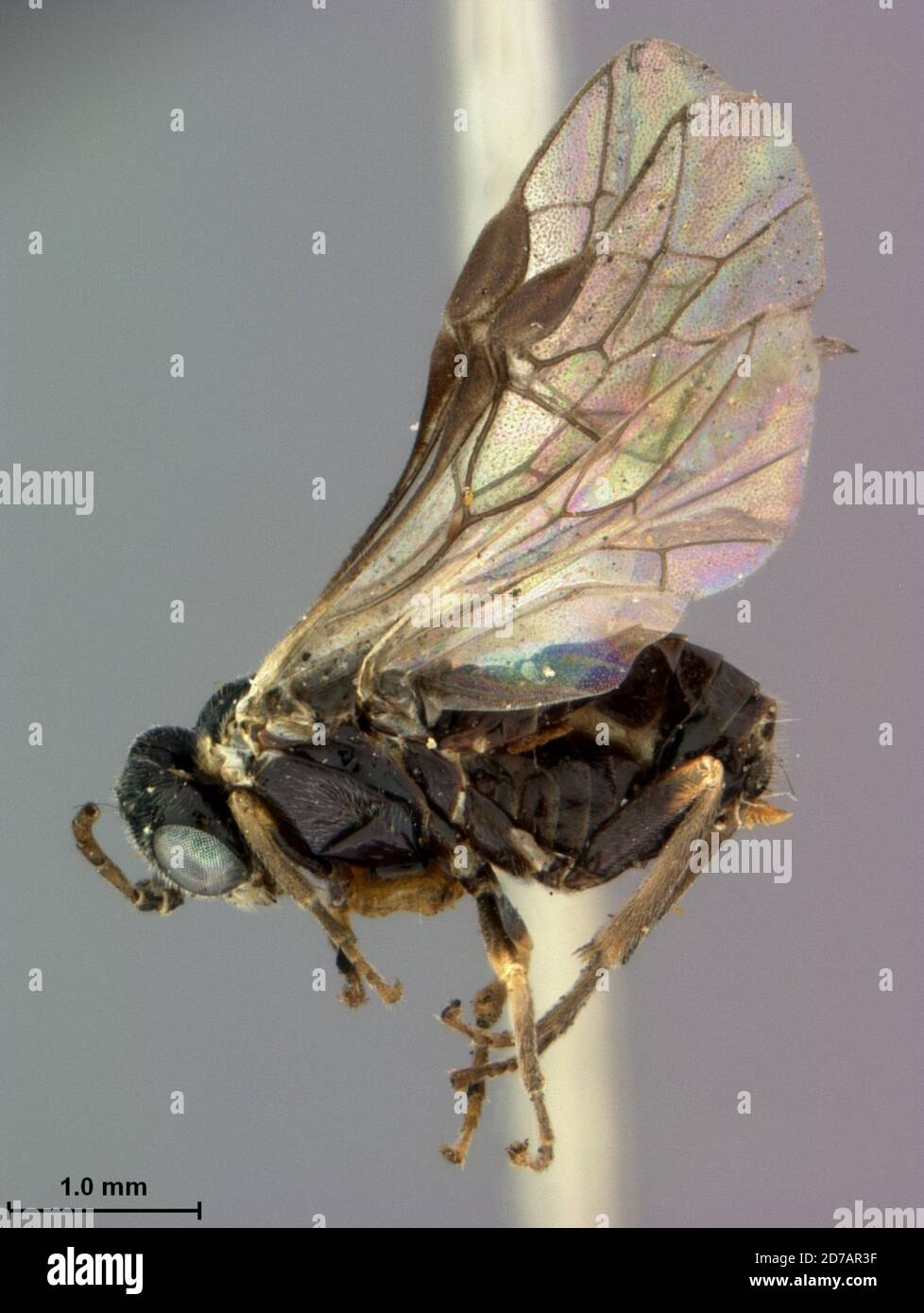 Saint John, New Brunswick, Canada, Parabates leucostomus Rohwer, 1910 ...