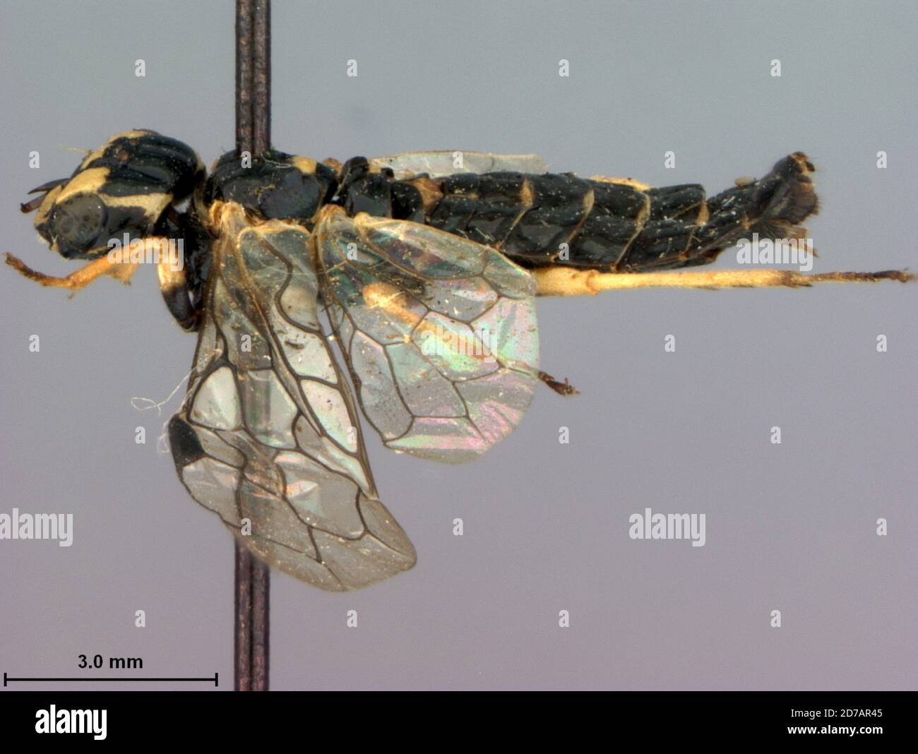 Japan, Pamphilius lucidus Rohwer, 1910, Animalia, Arthropoda, Insecta ...