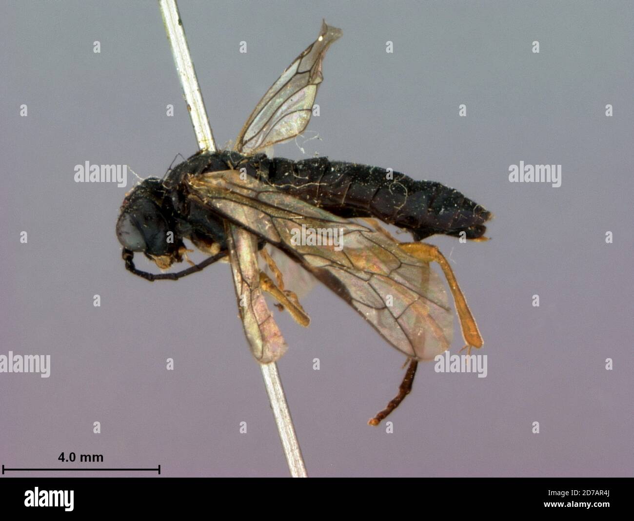 Graymont hi-res stock photography and images - Alamy