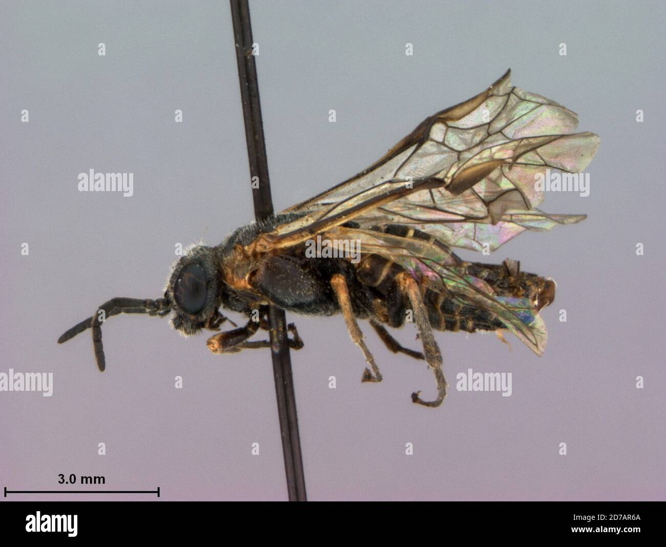 Tomostethus multicinctus rohwer hi-res stock photography and images - Alamy