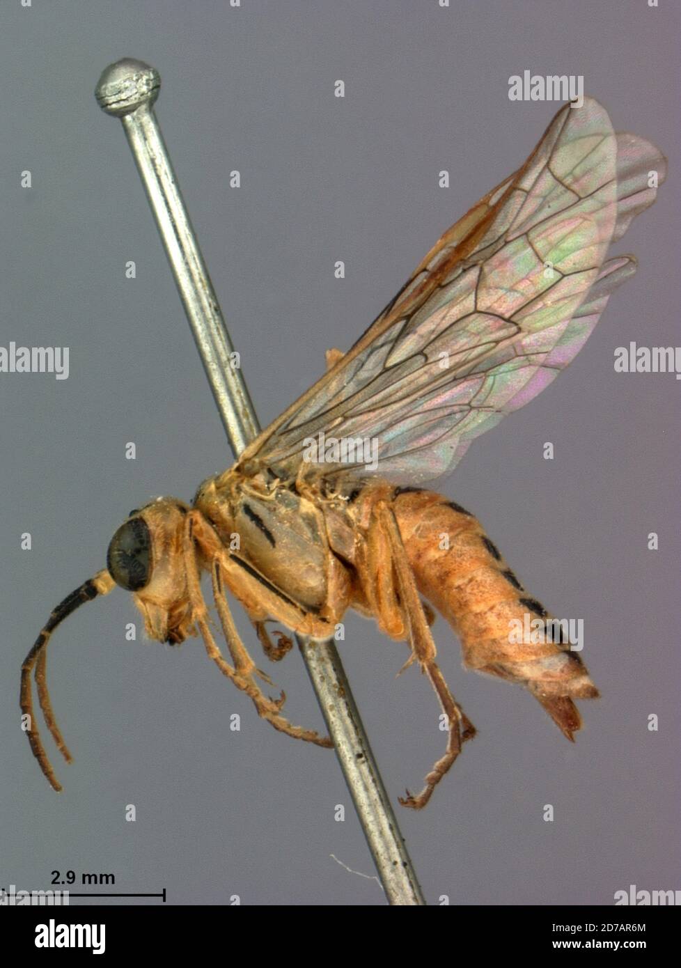 Dungagali, Hazara District, Peshawar Division, North-West Frontier ...