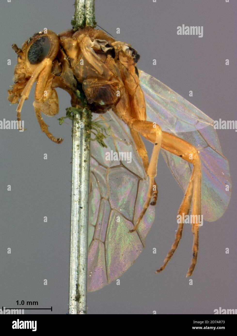 United States, Hoplocampa (Hoplocampa) nevadensis Rohwer, 1911 ...