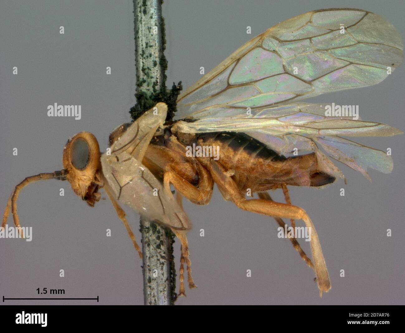 United States, Hoplocampa occidentalis Rohwer, 1911, Animalia ...